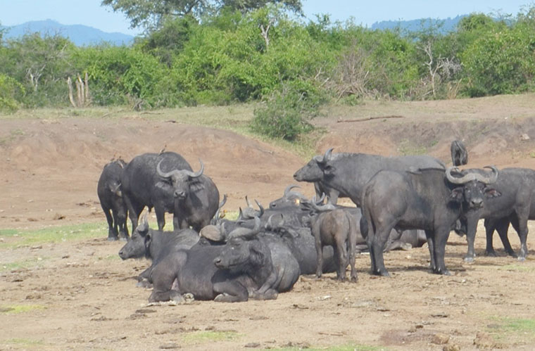 Wounded buffalo kills American sport hunter in Uganda - The Observer