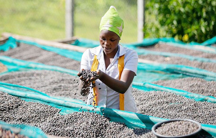 Uganda looks to generate $20bn in processed agriculture exports - The Observer