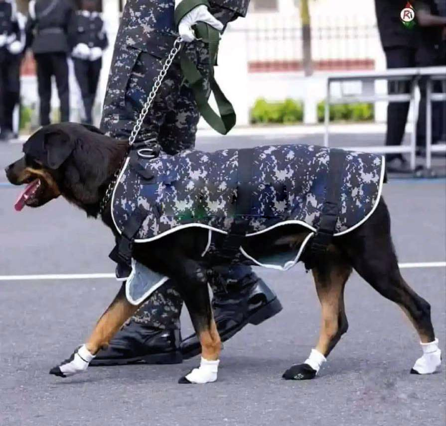 Crime report: police to expand sub-county policing model, canine unit ...