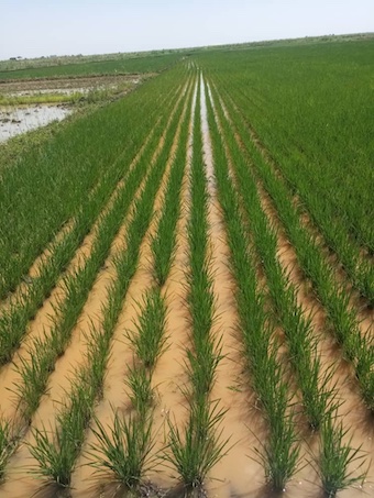 Atari irrigation scheme provides hope for communities in Eastern Uganda ...
