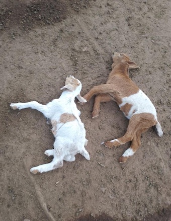 Mysterious disease kills over 300 goats in Hoima in two weeks - The ...