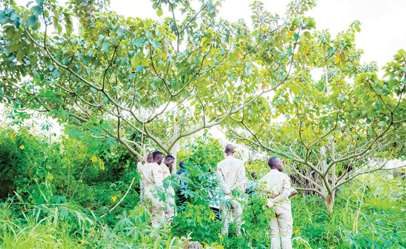 From desolation to destination: a forest rebirth turns community into ...
